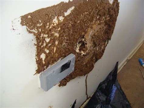 Termite Damage