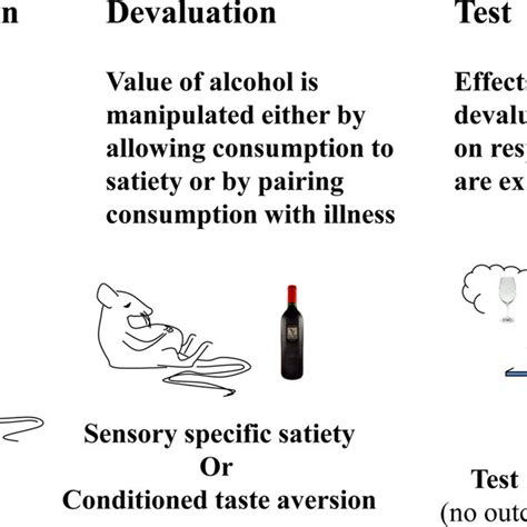 Illustration Of Outcome Devaluation Procedure Used To Determine