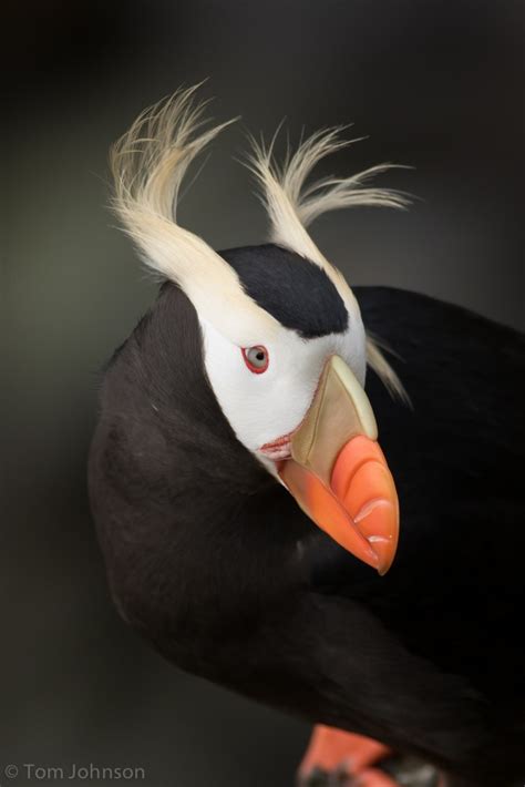 Tufted Puffin St Paul Island Tour エトピリカ パフィン チョウ