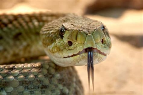 How Snake Venom Works