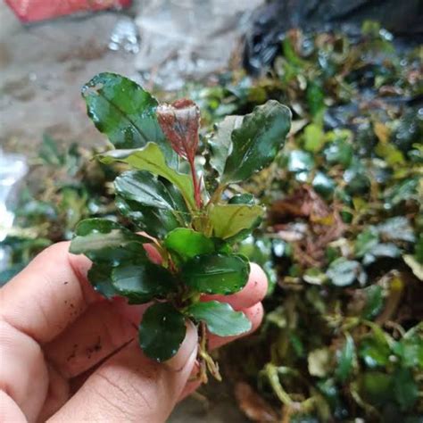 Jual Bucephalandra Tanaman Aquascape Shopee Indonesia