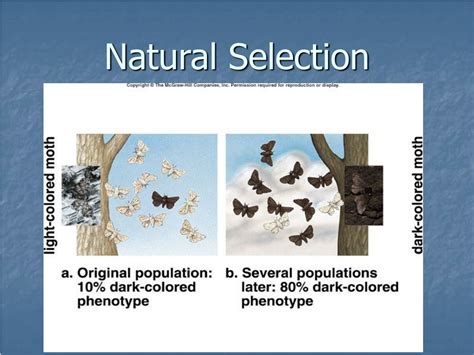 PPT Understanding Evolution Process Genetics And Speciation