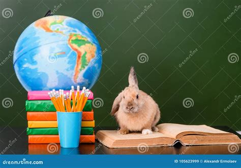 Rabbit Sitting On Open Book In Classroom Stock Image Image Of Camera College 105623999