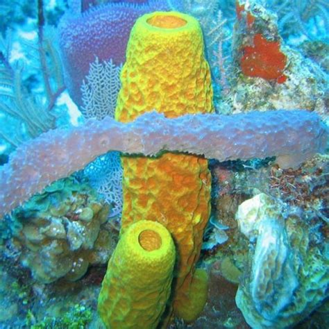 Stream Benthic Zone By Mineral Data Listen Online For Free On Soundcloud