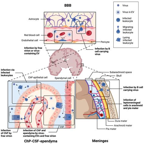 Polyomavirus Wakes Up And Chooses Neurovirulence