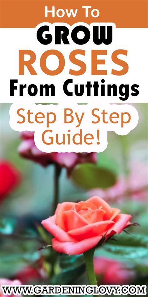How To Grow Roses From Cuttings Step By Step Beginners Guide