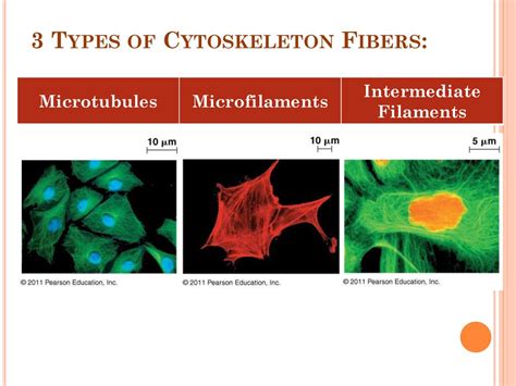 Lysosomes Structure Membrane Sac Of Digestive Enzymes Ppt Download