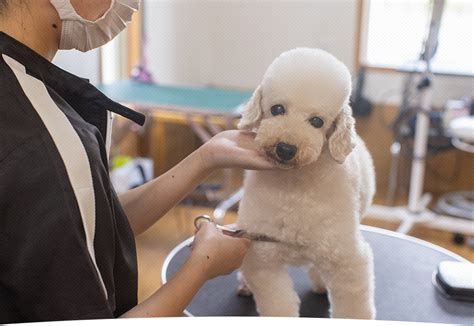 トリミングサロン＆ペットホテル ボブ｜伊勢崎市にあるペットサロン
