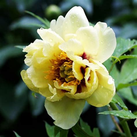 Пион Yellow Waterlilly (Йеллоу Уотерлили) купить саженцы почтой из ...