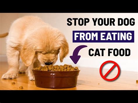 How To Stop A Cat From Eating Dog Food Factory Sale