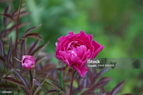 피는 적갈색 부시 장식 다년생 모란 꽃 꽃잎과 밝은 젊은 메리의 뿌리의 잎 뿌리에 대한 스톡 사진 및 기타 이미지 뿌리 작약 0명 Istock