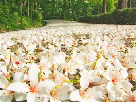 苗栗．西湖渡假村．平日住宿券 展演活動、景點門票、交通票券、高鐵國旅聯票、熱血賽事