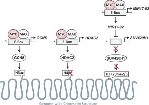 Myc As A Master Regulator Of The Cancer Epigenome And Transcriptome