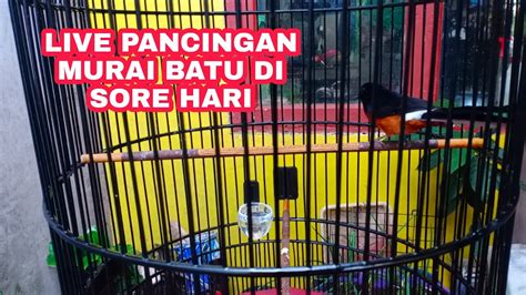 Live Pancingan Murai Batu Di Sore Hari Youtube