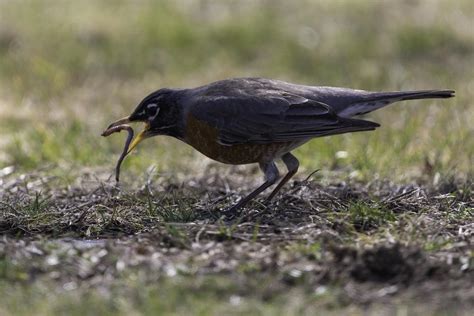 Early Bird Scrolller