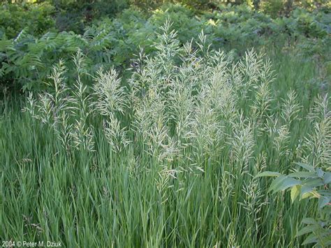 Bromus Inermis Smooth Brome Minnesota Wildflowers