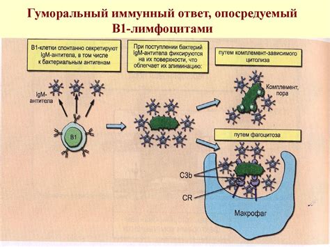 Иммунный ответ Определение виды особенности врожденного и