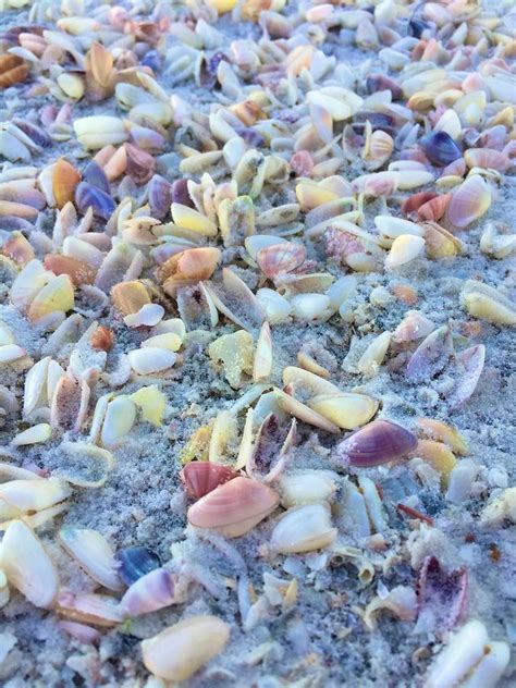 Tiny Shells Photograph By Brett Crawford Fine Art America