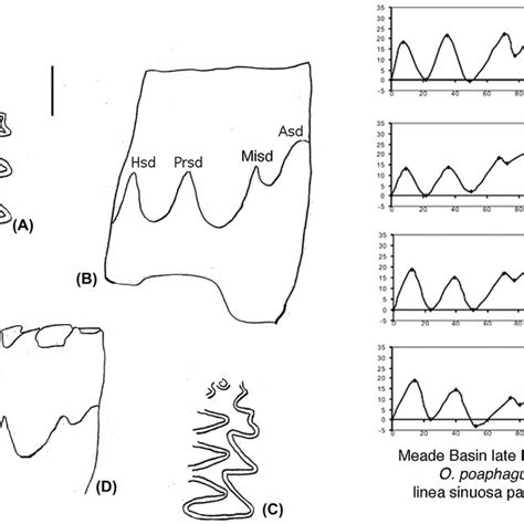 Orthogonal Vector Diagrams Zijderveld 1967 Showing Characteristic