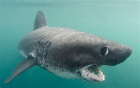 Salmon Shark Ocean Treasures Memorial Library