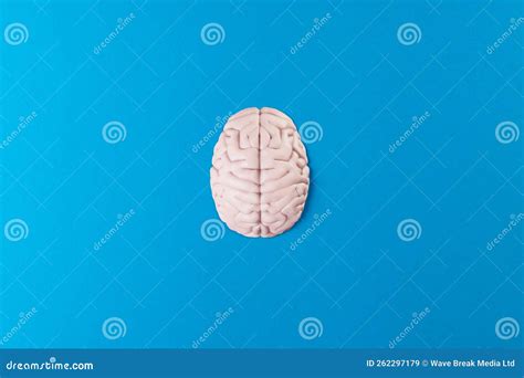 Overhead Composition Of White Brain On Blue Background With Copy Space