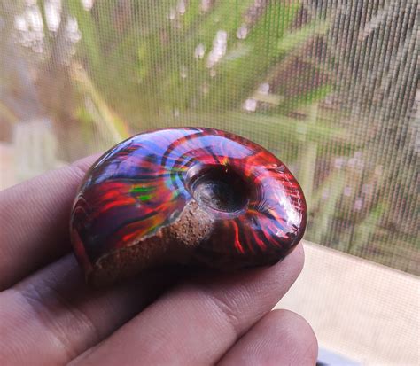 Fire Opal Ammonite Fossil 122ct Etsy