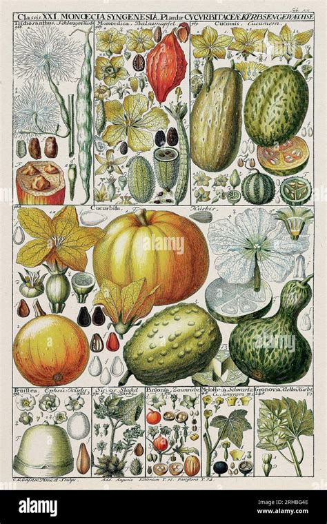 Vintage Botanical Illustration 18th Century Botanical Chart Linnaean Plant Classification In A