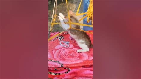귀여운 고양이 새끼 고양이가 놀고 있어요 Youtube