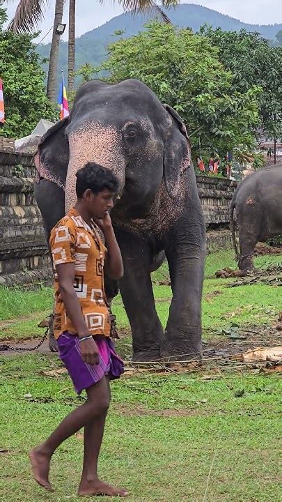 දමලා ගැහුවා නේද කොට කෑල්ලෙන්පොඩ්ඩක් තරහා ගිහින් වගේ Youtube