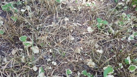 Killing Nutsedge Lawn Care Forum