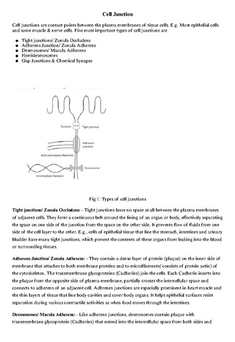Cell Junction Nursing Cell Junction Cell Junctions Are Contact