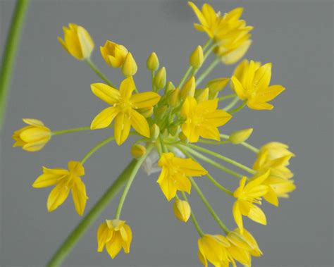 Allium Moly Bulbs Buy Online At Farmer Gracy Uk