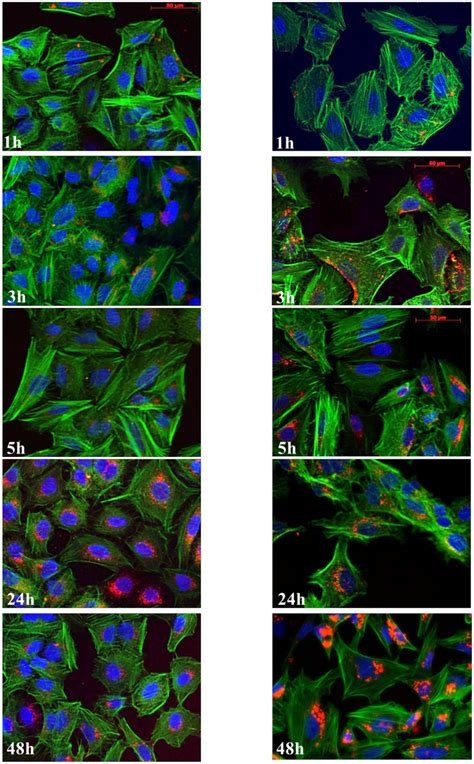Kinetics Of The Cell Uptake Of Rubipy SiO2 NPs A549 Cells Were Exposed