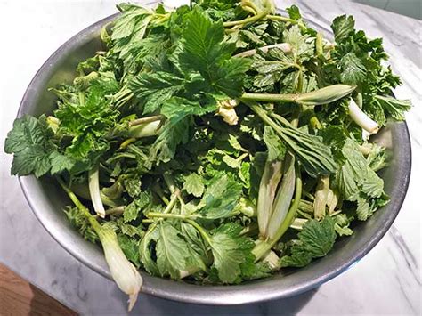 Cow Parsnip Edible All About Cow Photos