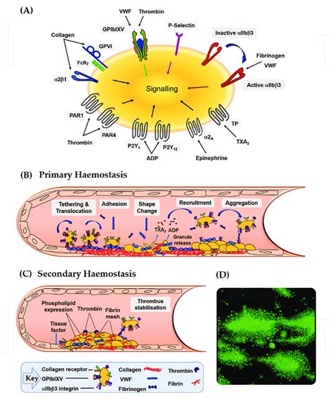 A Diagram Showing Key Platelet Membrane Receptors Involved In