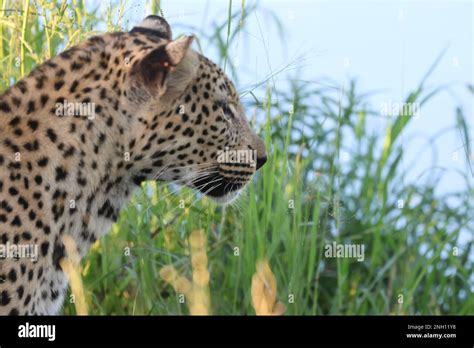 Leopard Was Originally Given To The Cat Now Called Cheetah Hi Res Stock