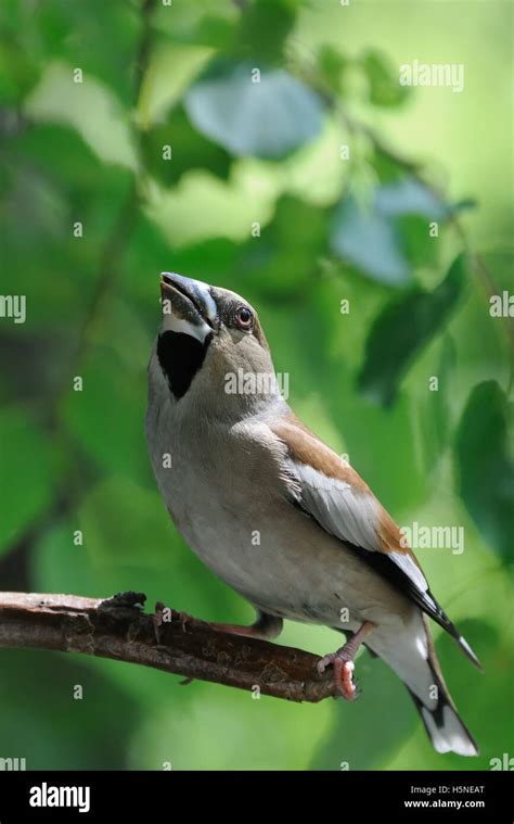 Perching Female Hawfinch Coccothraustes Coccothraustes At The Tree Stock Photo Alamy