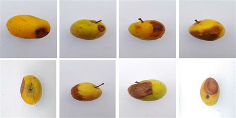 Sample Defected Apple Images From The Dataset Download Scientific Diagram