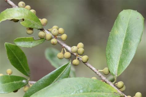 Myrsine Variabilis Nb Plant Areas
