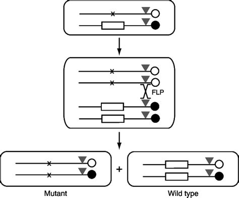 Mitotic Analysis Mediated By Flp Recombinase Both Chromosomes In The
