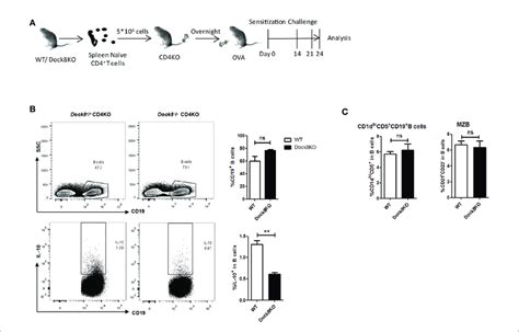 Dock8 Cd4 T Cell Impairs Il 10 Production By B Cells A