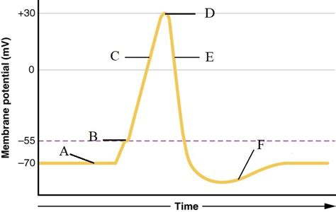 Action Potential Diagram Quizlet