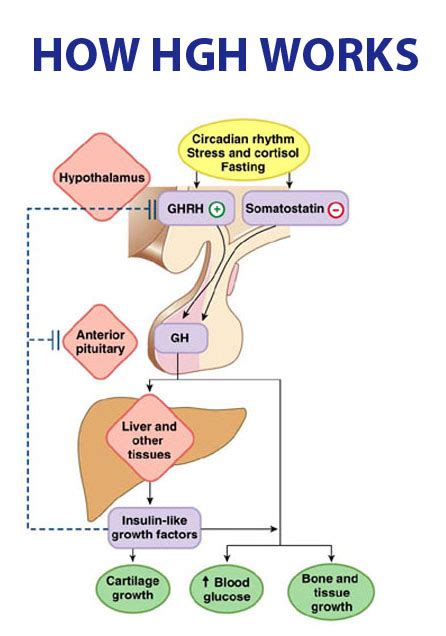 Growth Hormone GH Axis Stepwards