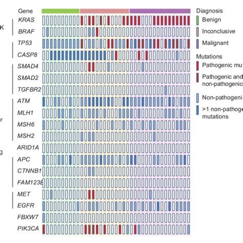 Graphical Presentation Of Found Mutations Kras Kras Proto Oncogene Download Scientific