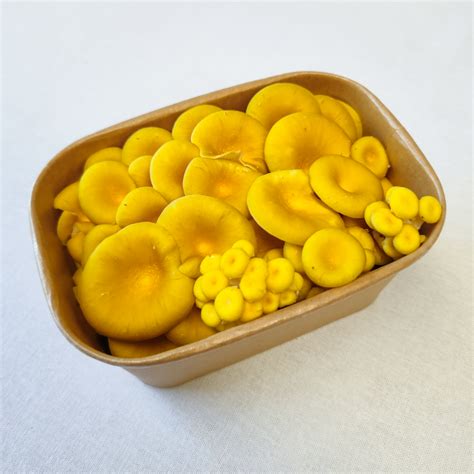 Yellow Oyster Mushrooms 150g Punnet The Mushroom Guys