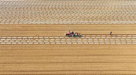 山东临沂：“订单土豆”助农增收
