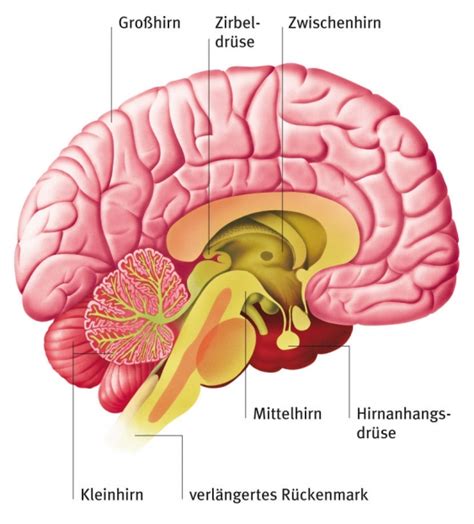 Gehirn Aus Dem Gesundheitslexikon Gesundheit Medizin Und Heilkunde