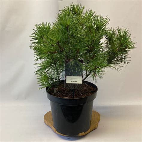 Pinus Strobus Minima — Plant Wholesale Floraccess