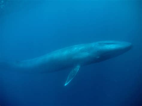 World Largest Animal Ever Recorded