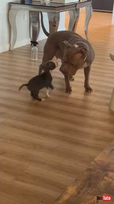 子どもを熱望していた愛犬のために、子犬をお迎え 積極的な子犬とたじたじな先住デカワンコがかわいい【米】（22 ページ） ねとらぼ